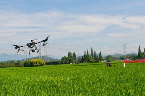 Rice planting drone pollination