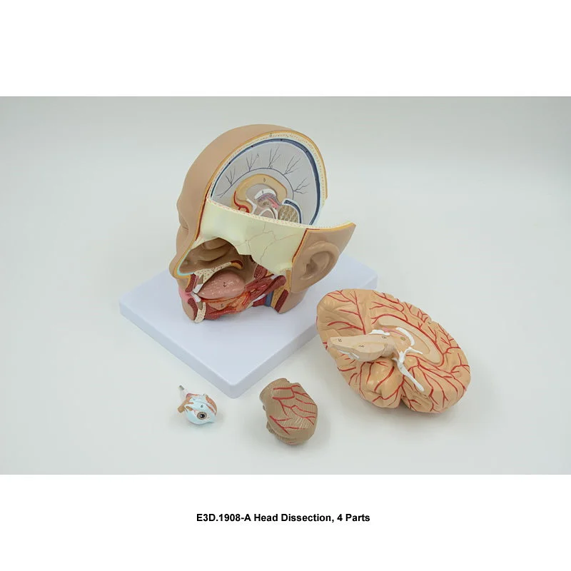 Head Dissection, 4 Parts