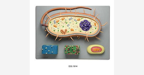 Bacterial Model, Set of 4