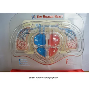 Human Heart Pumping Model