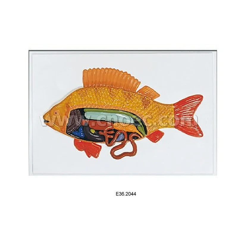 Relief Model of Fish