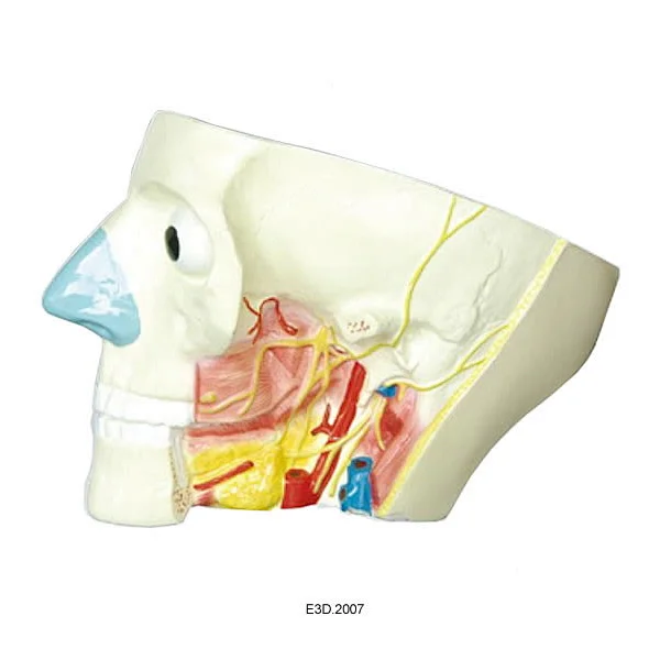 Sub Mandibular Triangle Model