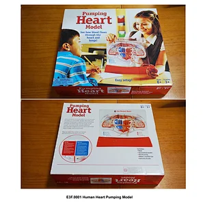 Human Heart Pumping Model