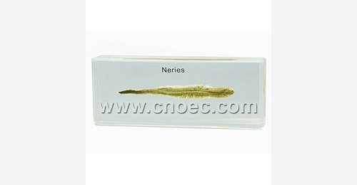 수정 표본, Neries