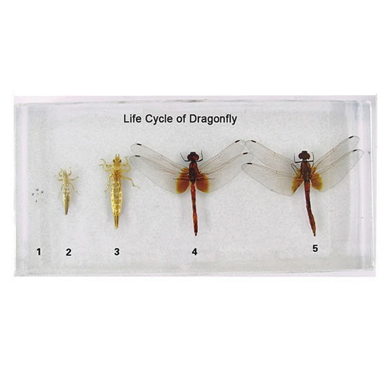 Life Cycle of Dragonfly