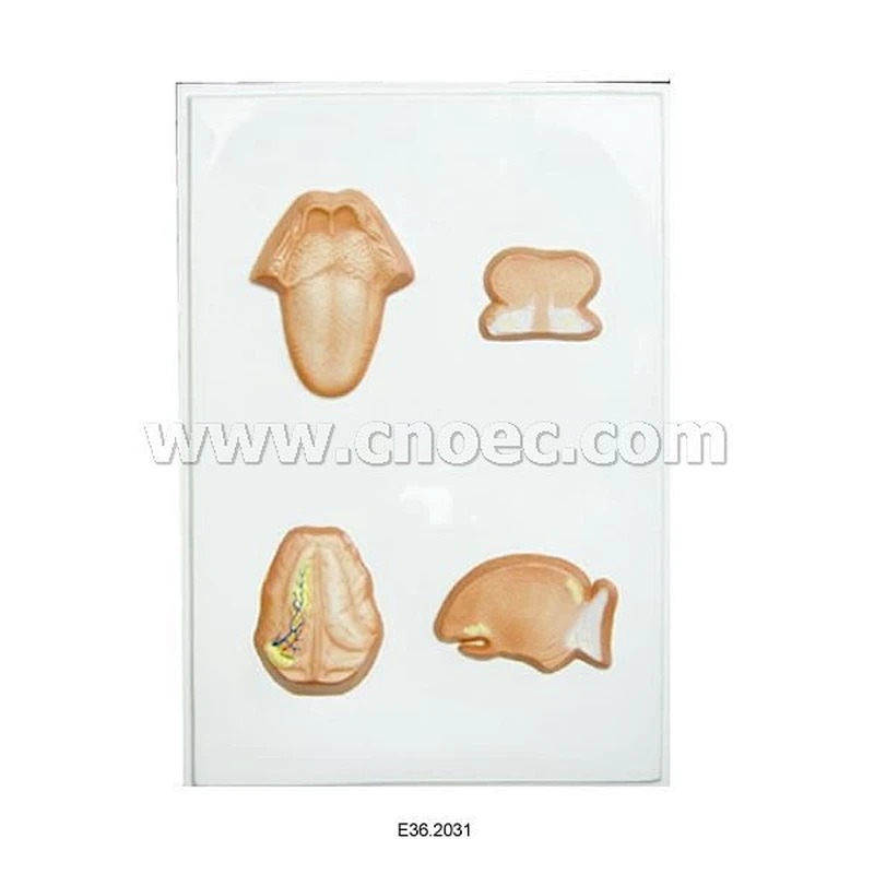 Relief Model of Tongue