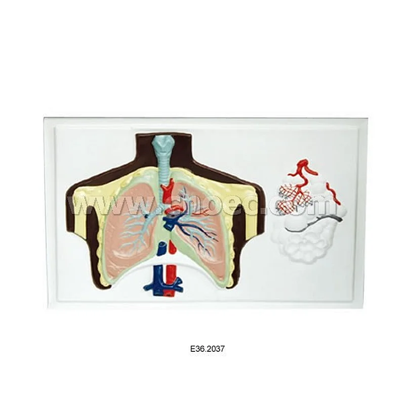 Reliefmodell des Atmungssystems