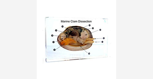 Marine Clam Dissection