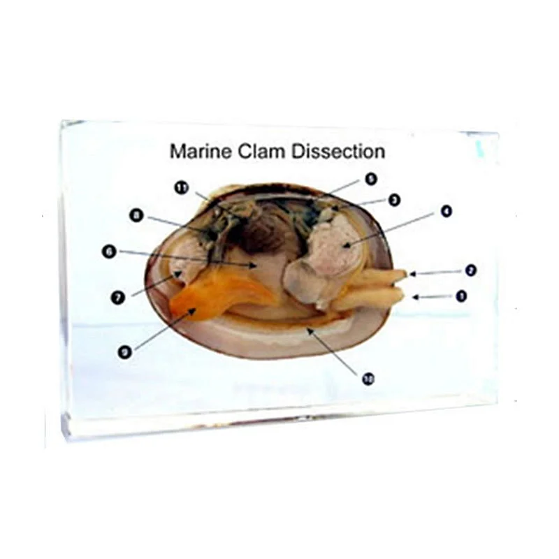 Marine Clam Dissection