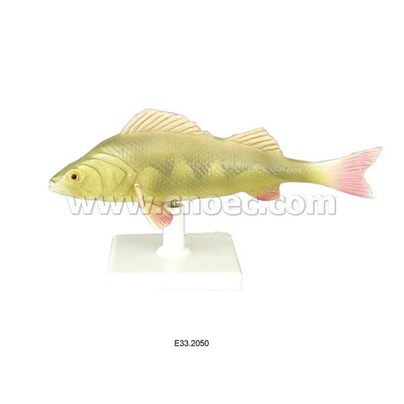 Model of Fish