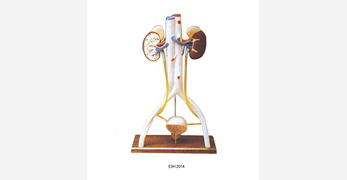 Human Urinary System Model