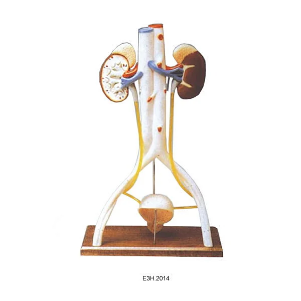 Human Urinary System Model