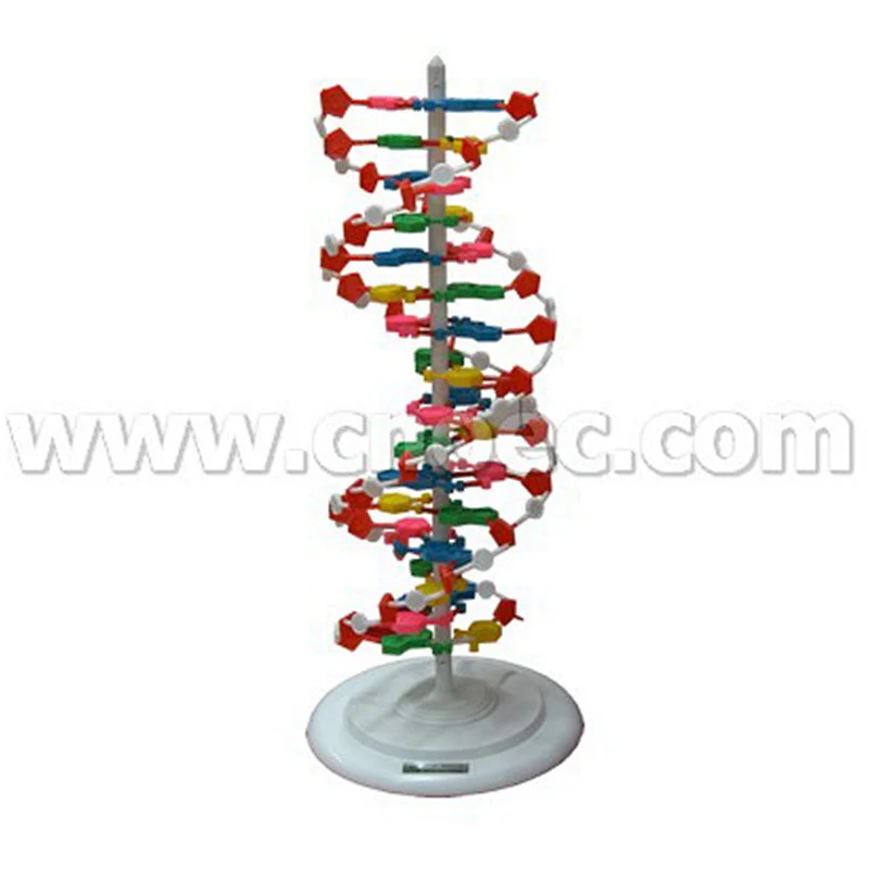 DNA-struktur demo.