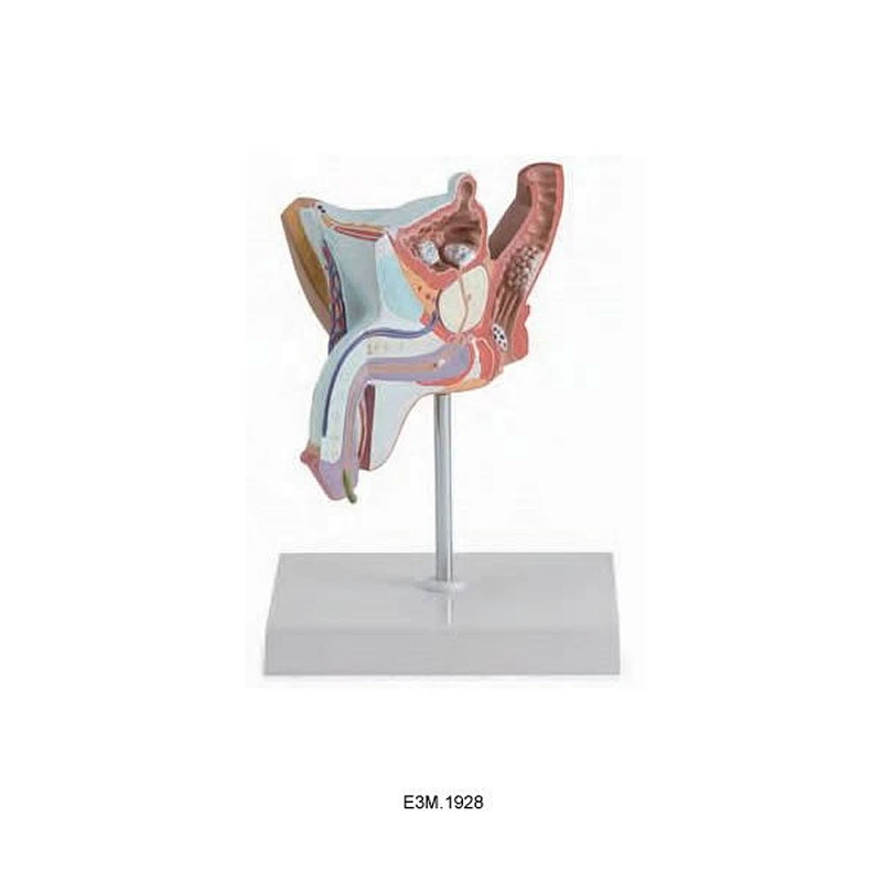 Male Genital Organ of Model