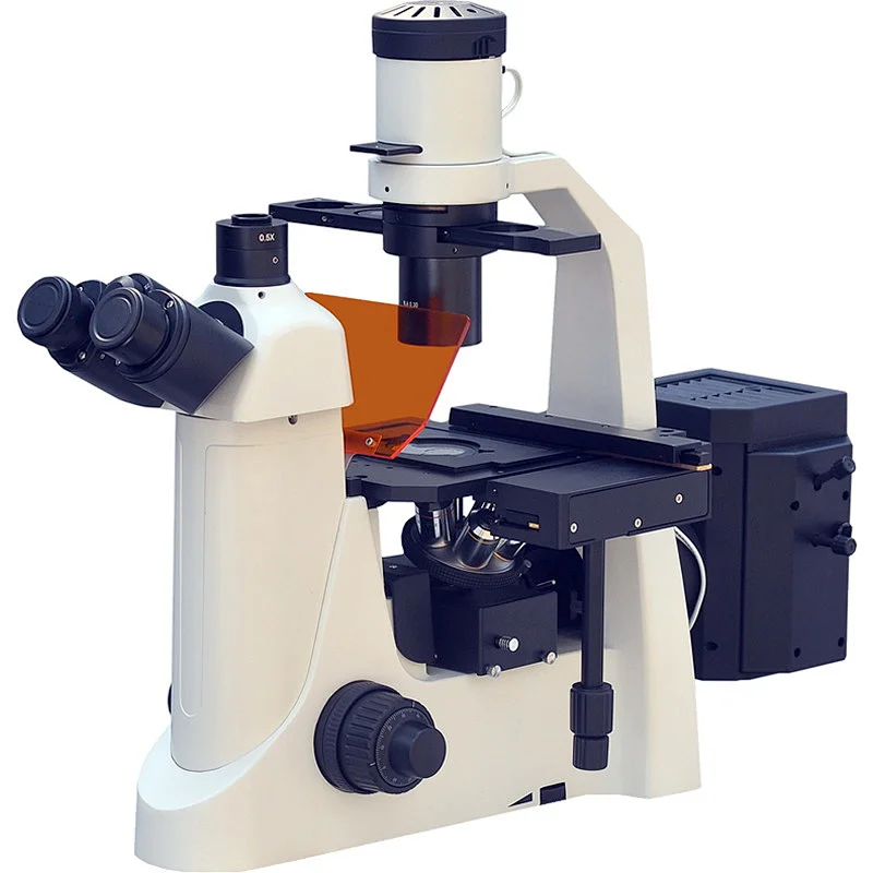 Microscopio fluorescente invertido
