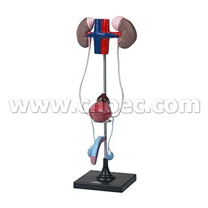 Male Urogenital System Model