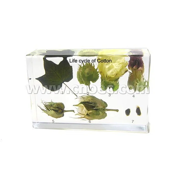 Life Cycle of Cotton