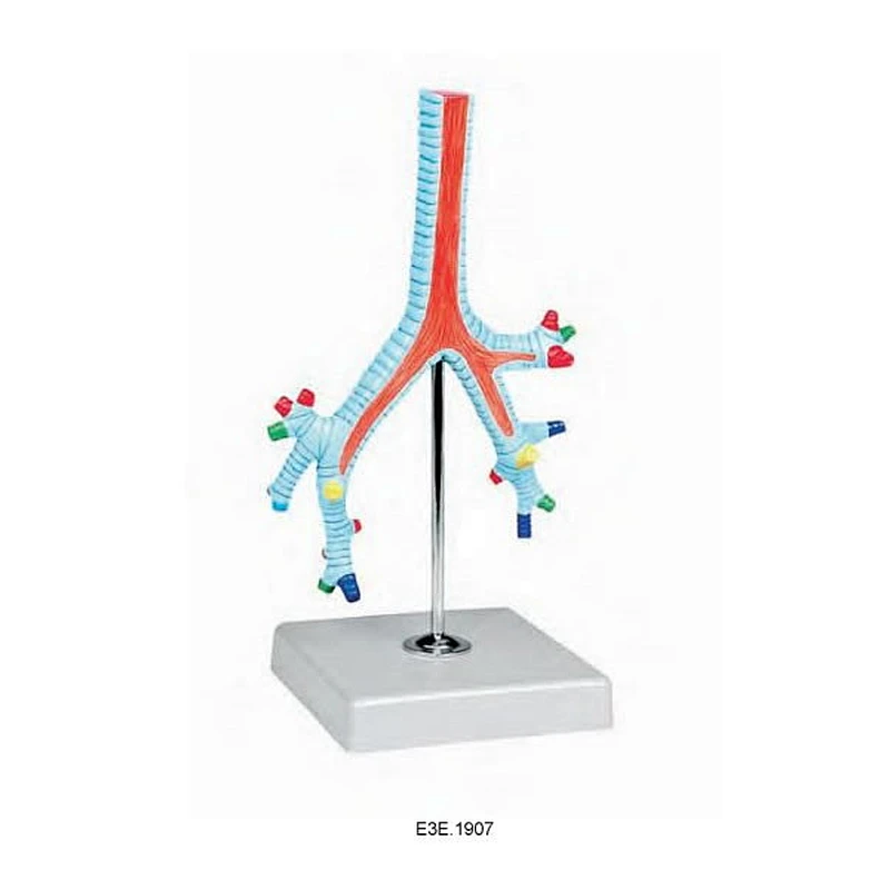 Modello di trachea e bronchi