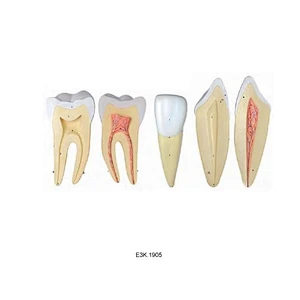 Schneidezahn, Eckzahn und Backenzahn