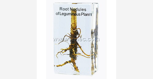 Crystal Specimen, Root nodules of leguminous plant