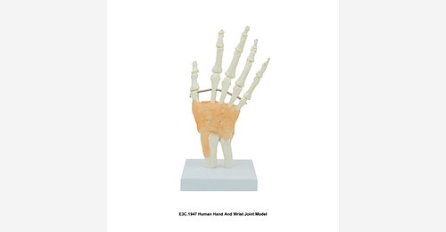 Human Hand And Wrist Joint Model