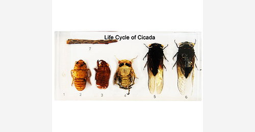 Life Cycle of Cicada