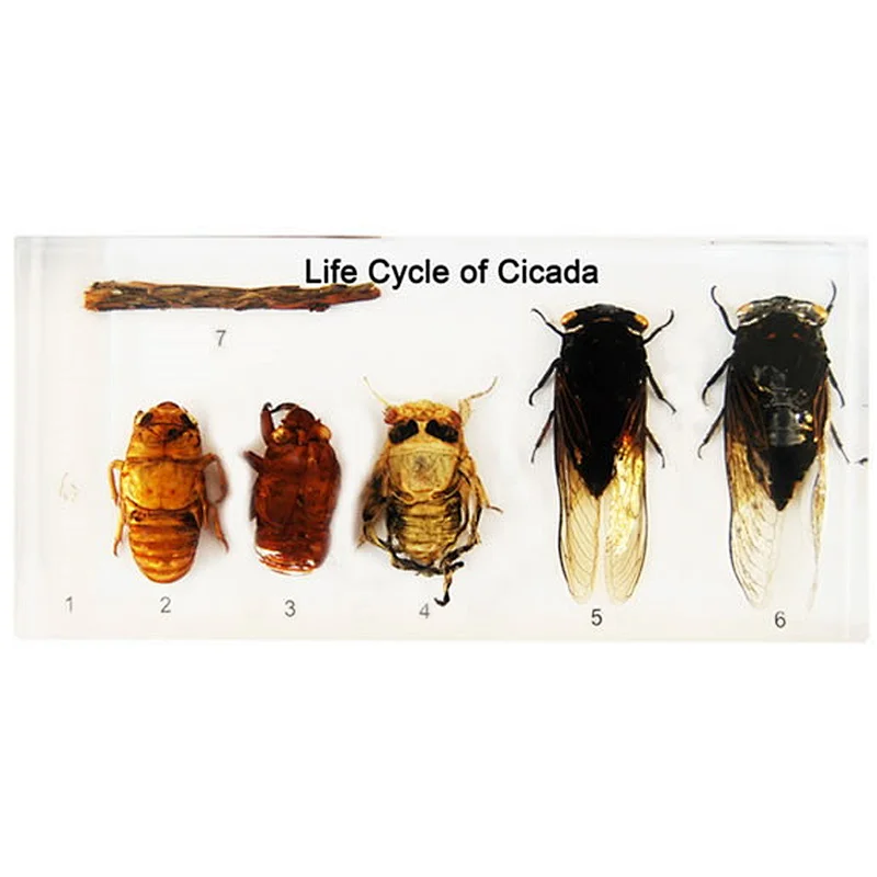 Life Cycle of Cicada