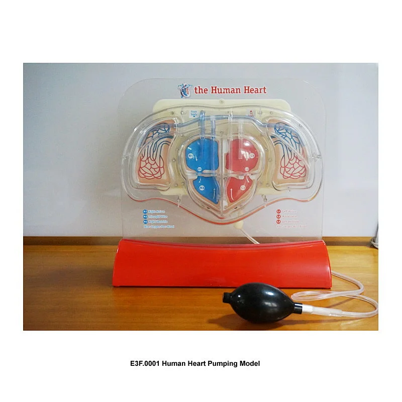 Human Heart Pumping Model