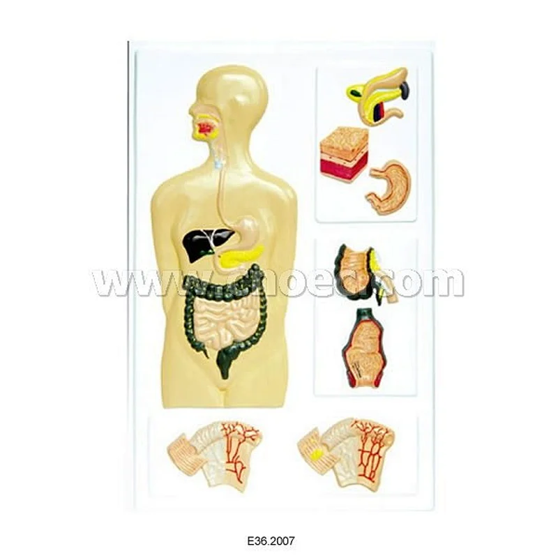 Relief Model of Human Digestive Organs
