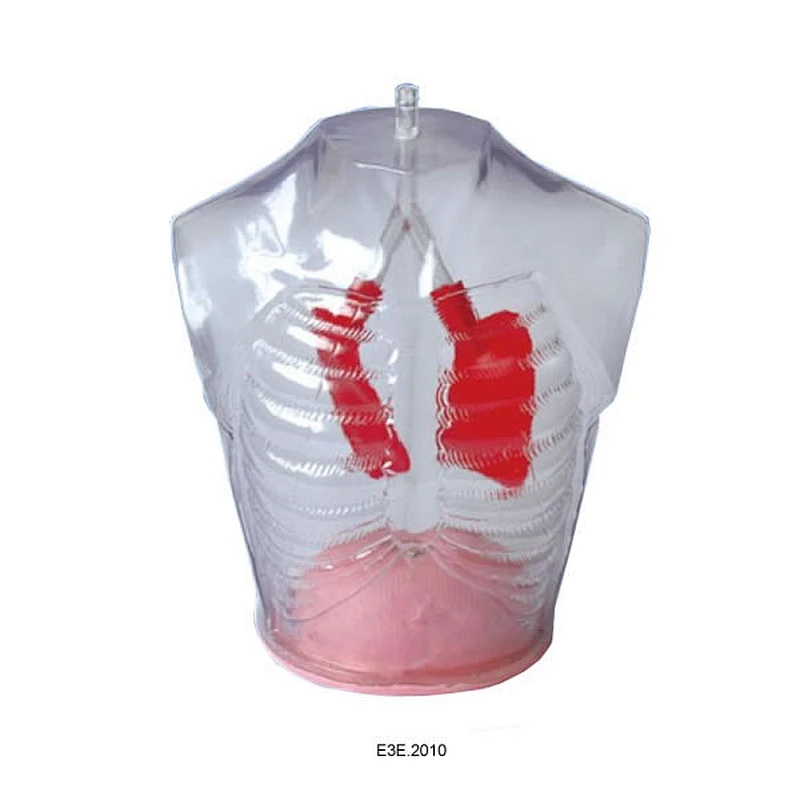 Lung Demonstration Model