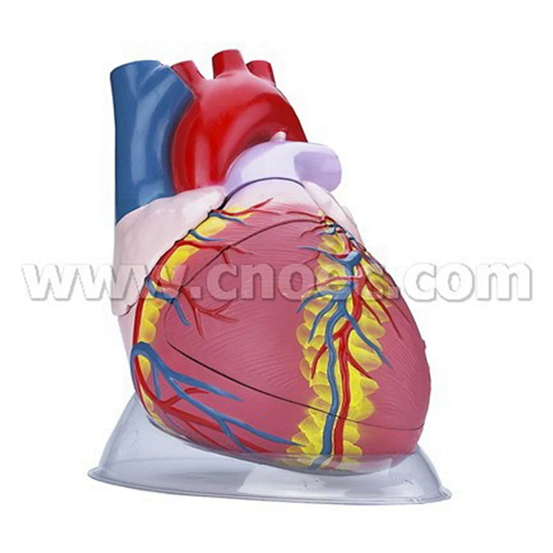 Heart Structure Enlarged Model
