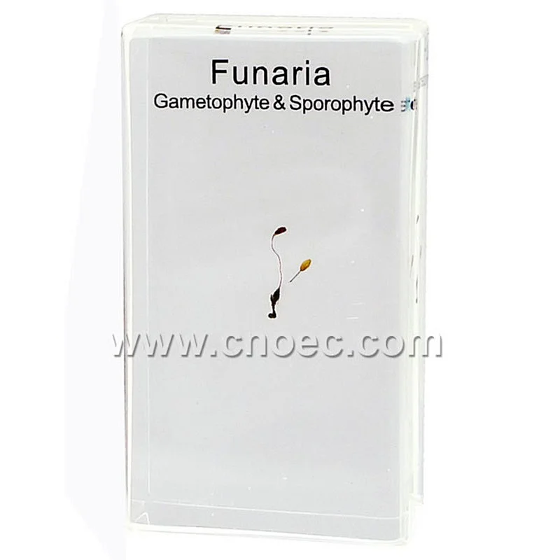 Crystal Specimen, Funaria