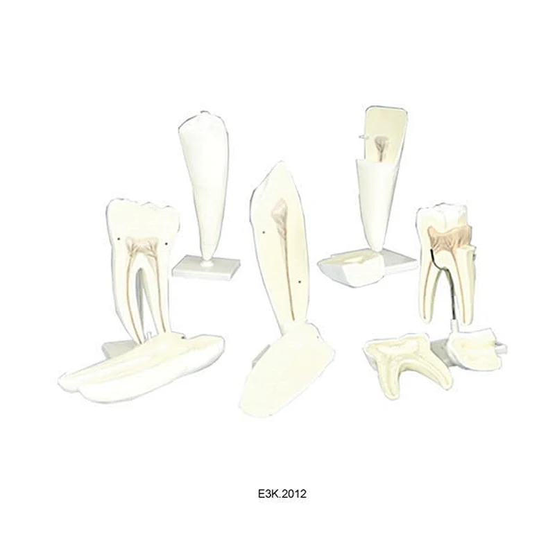 Human Tooth Set
