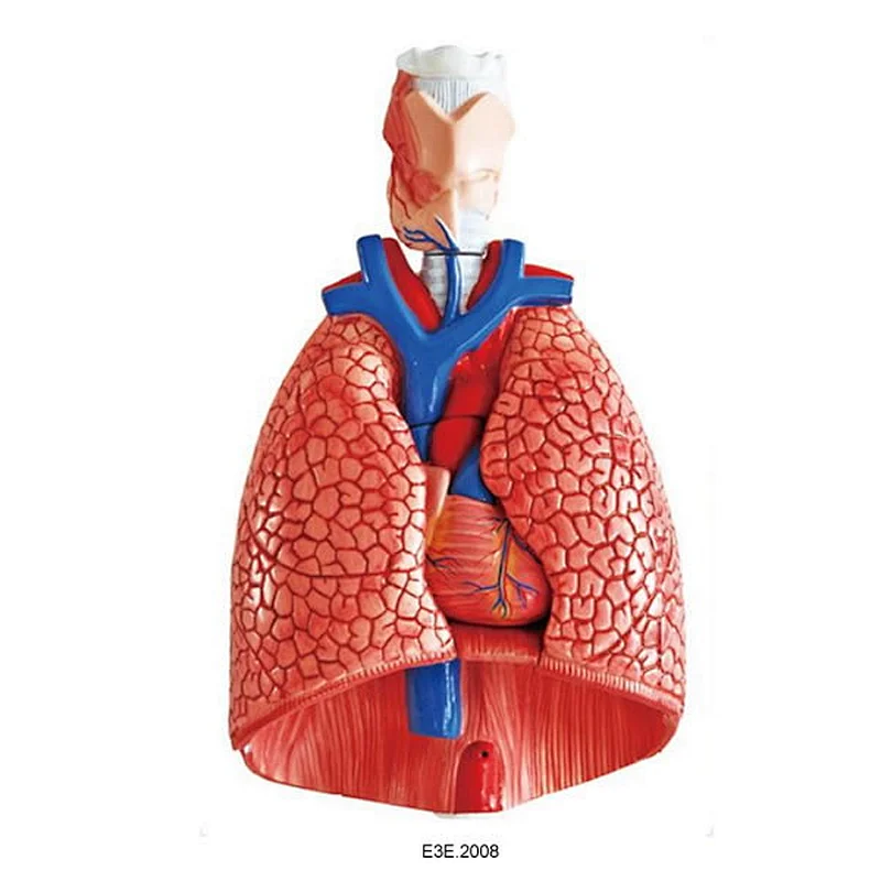 Human Thoracic Organs