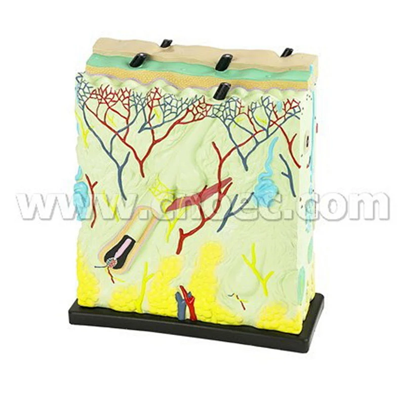 Skin Structure Model