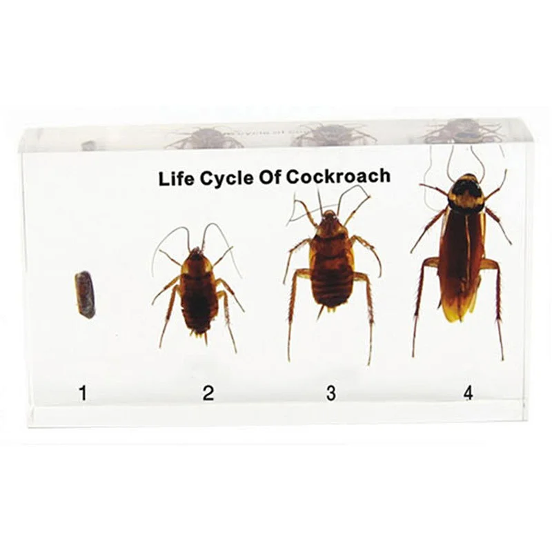 Life Cycle of Cockroach
