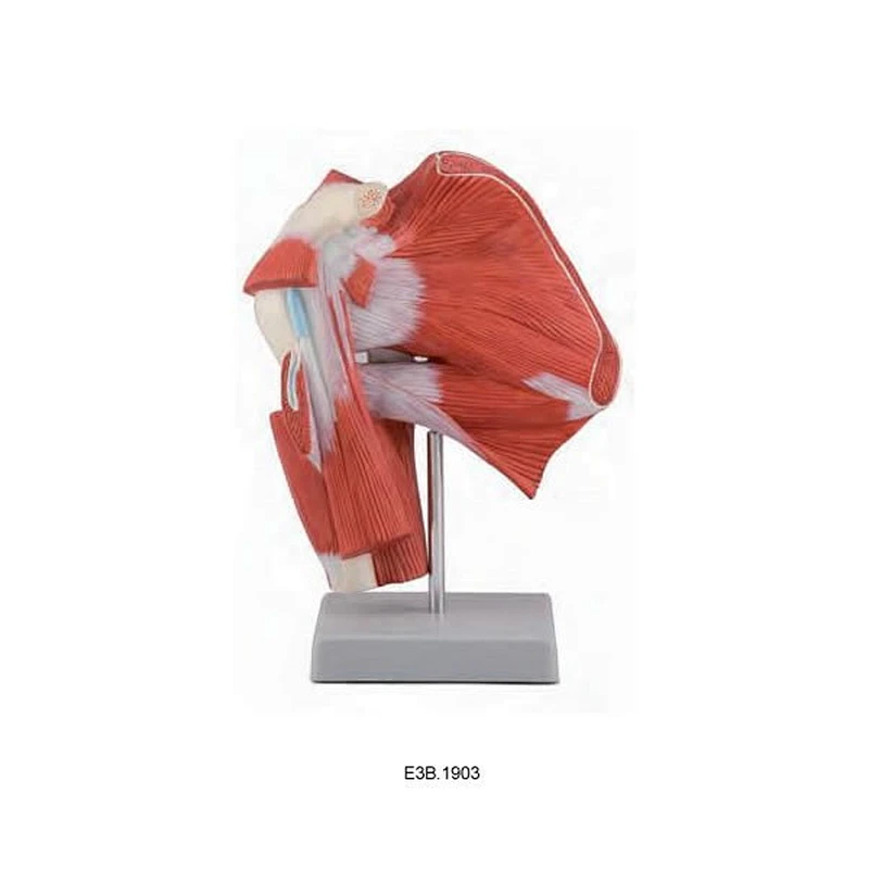 Upper Limbs With Deep-seated Muscle