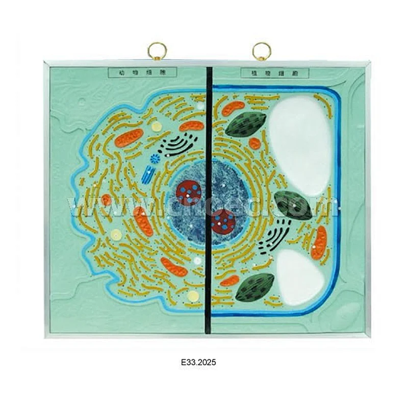 Ultrastructure of Animal and Plant Cell