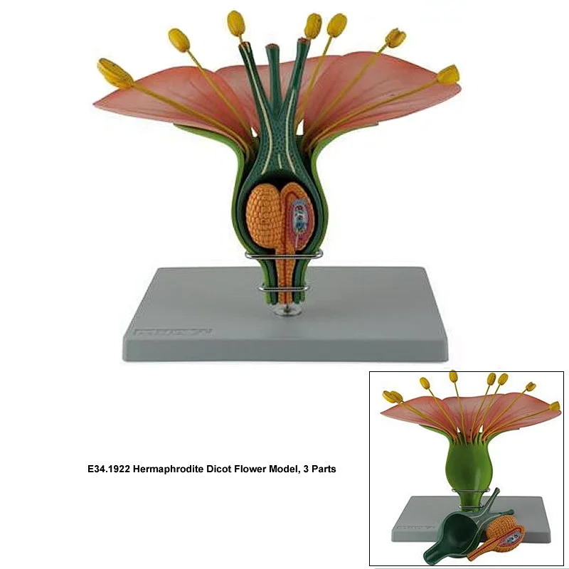 Modelo de flor de dicotiledónea hermafrodita, 3 partes