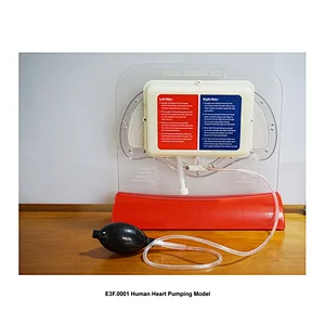 Human Heart Pumping Model