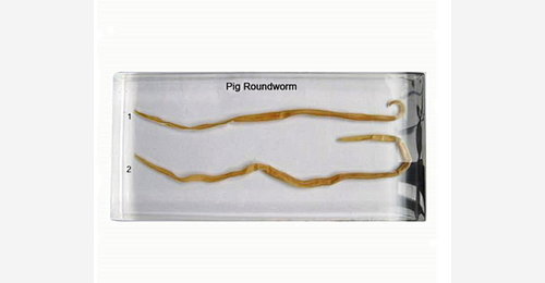 Pig Roundworm