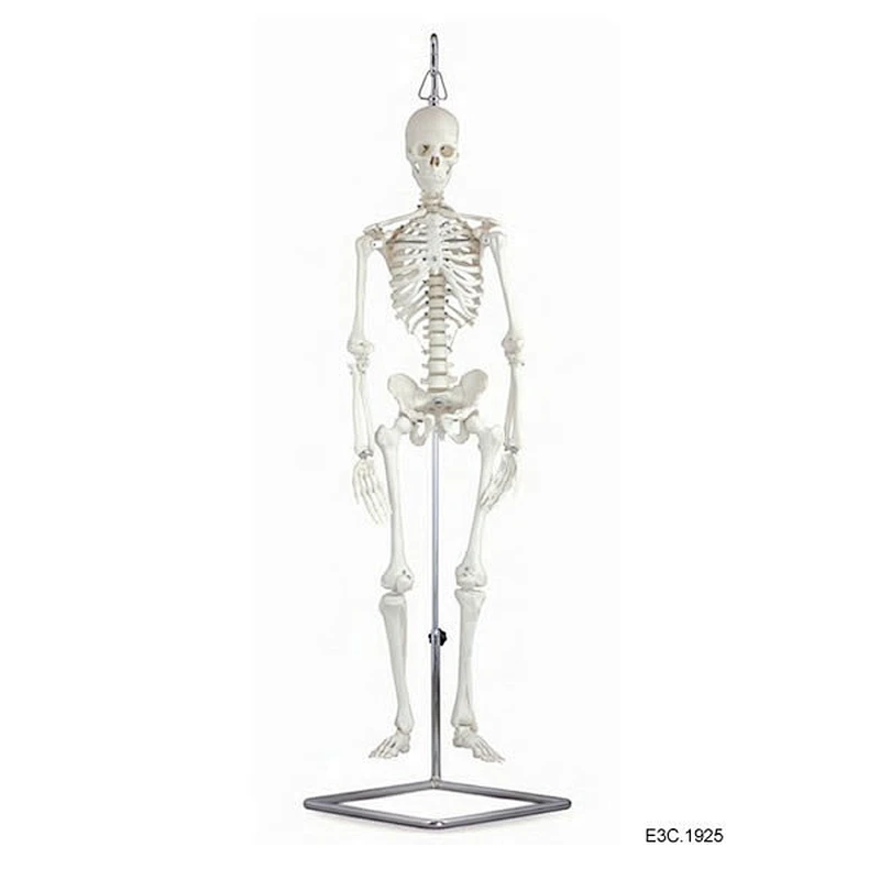 85cm,Human Skeleton
