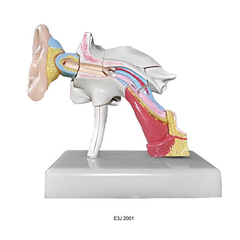 Model of Human Ear