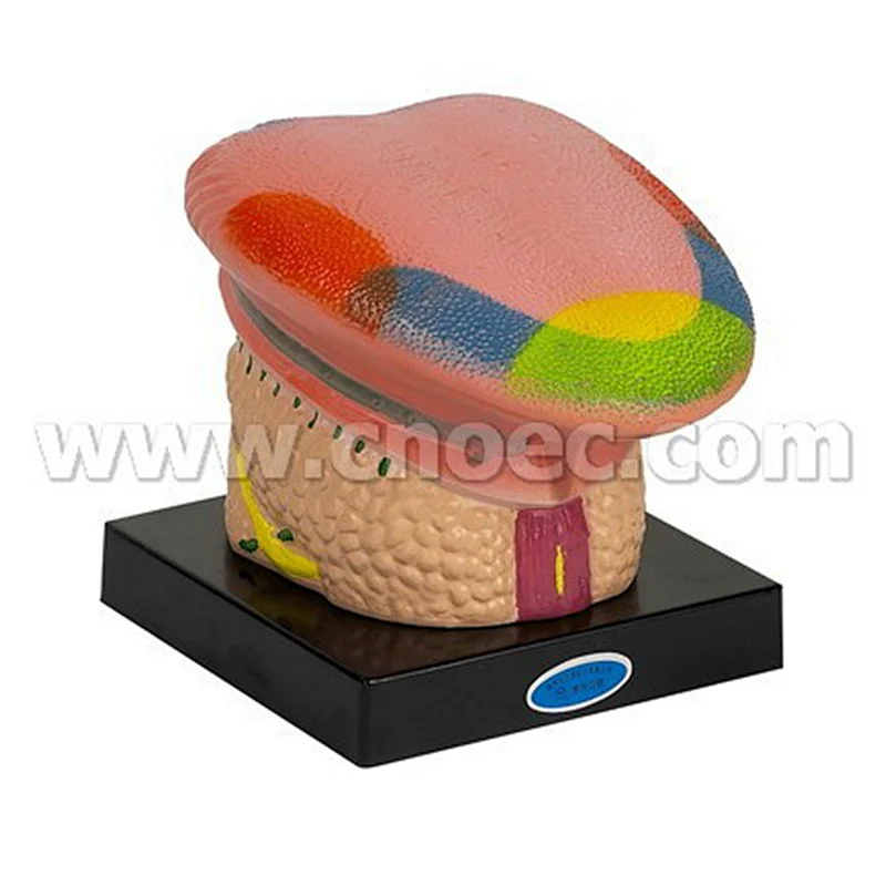 Sensitive Part of Tongue Model