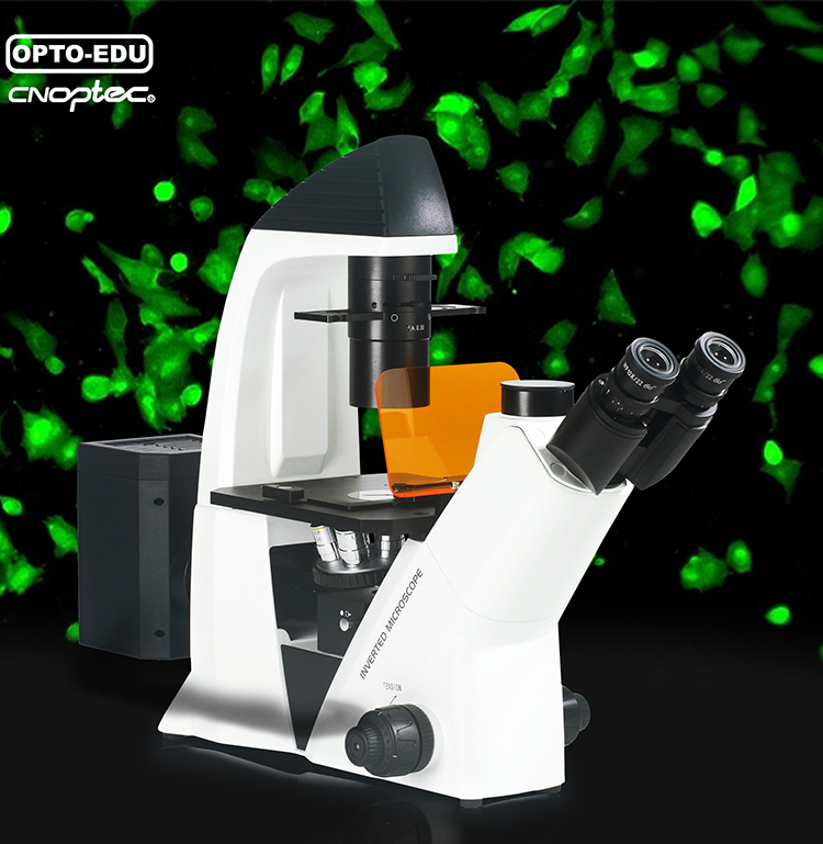 Microscopio fluorescente invertido OPTO-EDU A16.2614-2
