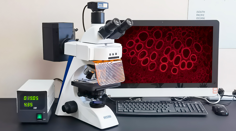 There Are Several Things You Need to Know About Fluorescent Microscope