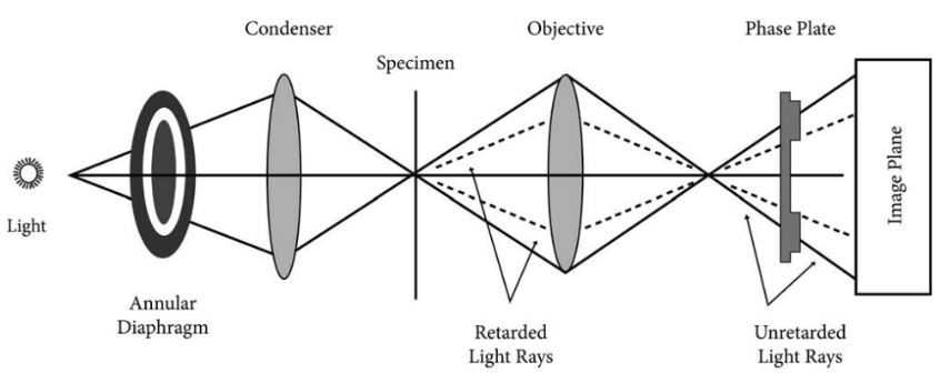 Phase Contrast Microscopy