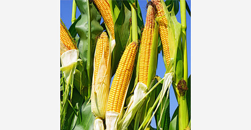 chinese corn imports , china corn imports , yellow corn imports ...