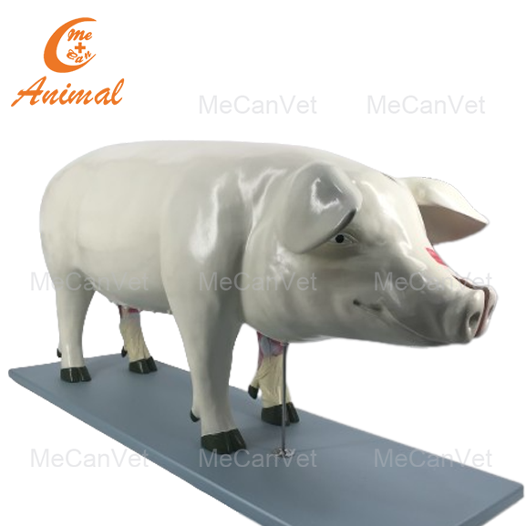 Anatomical Pig Model | MeCan Animal
