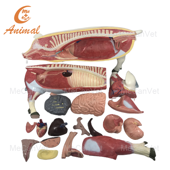 Anatomical Pig Model | MeCan Animal